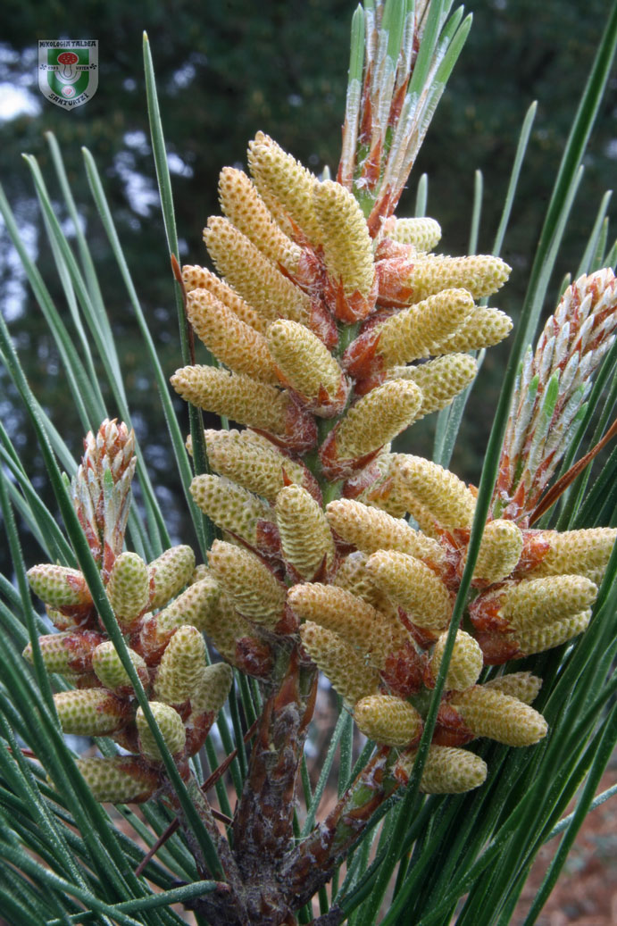 Pinus radiata D. Don | Bihotz Gaztea S.Micologica y Ciencias Naturales