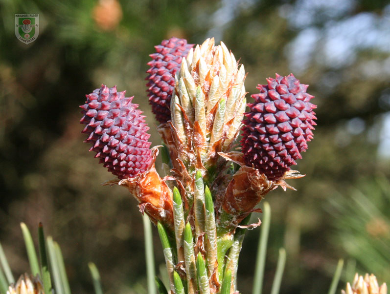 Pinus radiata D. Don | Bihotz Gaztea S.Micologica y Ciencias Naturales
